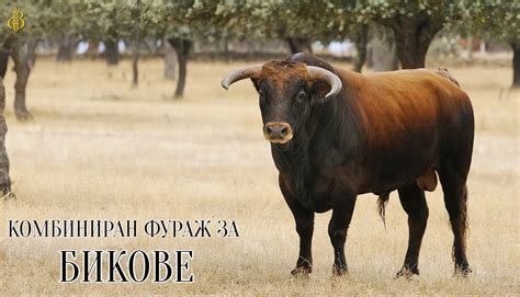 Зара Фуражи АД 🐎Изберете най доброто за вашият кон Facebook