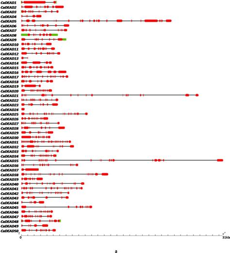 The Gene Structures Depicting The Exonintron Organization Of The RNA Download Scientific