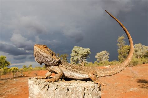 What Temperature Should Bearded Dragons Be Kept At