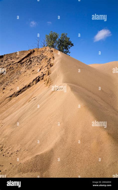 Deciduous Tree Growing On Top Of Mound Of Tan Colored Sand In Commercial Sandpit Stock Photo Alamy