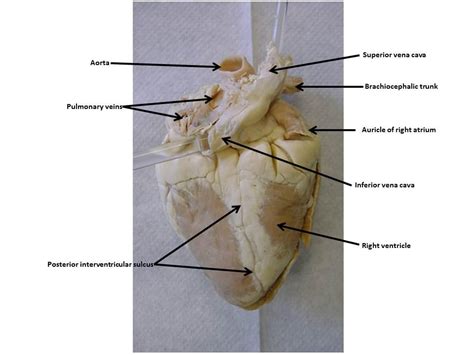 Diagram Of Sheep Ventricular System Unit 2 Sheeps Heart