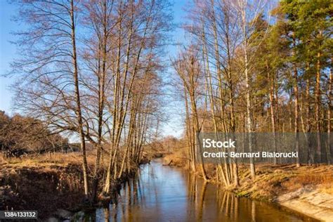 폴란드 마조비아 조경 공원의 바르샤바 근처 자르나 강과 윌체 발리 자연 보호구역의 숲이 우거진 늪지대 0명에 대한 스톡 사진 및 기타 이미지 Istock