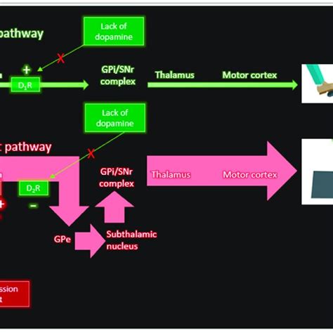 The Direct And Indirect Pathways Work Together To Control Movement Download Scientific Diagram