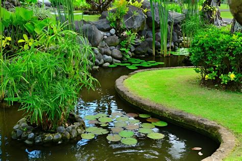 Pond Ecosystem Definition And Importance Dark Is Divine