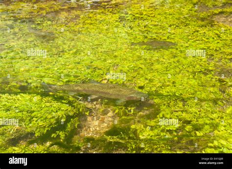Rainbow Trout Swimming In River Test Blending In With Riverbed Plants And Weed In Clear Clean
