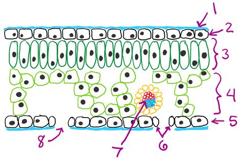 Bio 102 Lab 5 Kingdom Plantae Nutrient Transport And Behavior