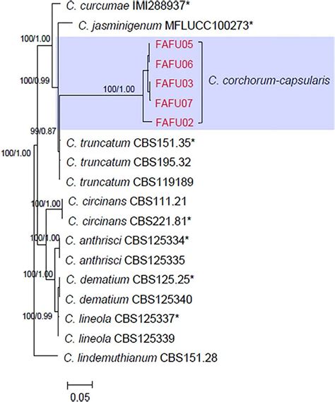 Maximum Parsimony Tree Obtained From A Heuristic Search Of The Combined Download Scientific