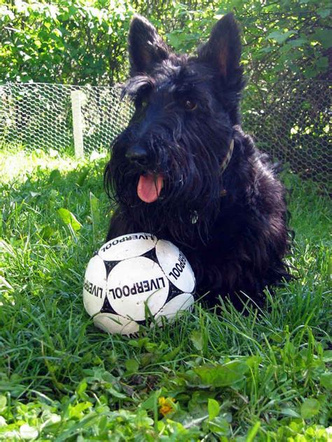 Theyre Always Down To Play Scottish Terrier Scottie Terrier