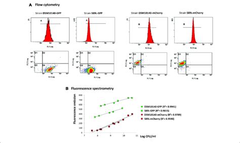 Fluorescence Quantification Of Gfp The Two Left Panels And Mcherry