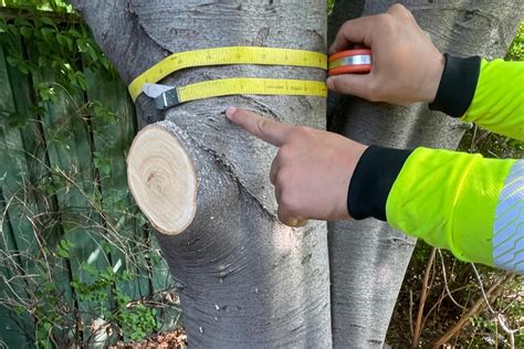Tree Risk Assessment Higher Place Tree Care