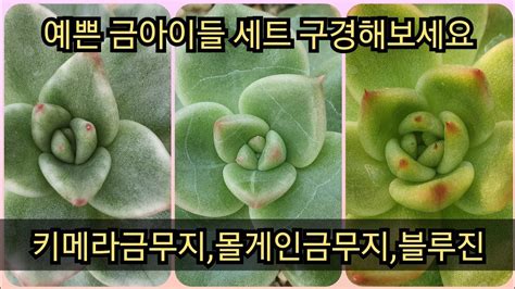 11월 7일 금세트곰마리아몰게인금무지키메라금무지 등 예쁜 아이들 구경해보세요 다육 다육이 다육식물 다육이금 금다육 금다육이 마리아금 몰게인금 Youtube