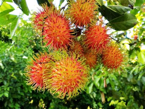 Hainans Baoting Eyes Bumper Rambutan Harvest Cgtn