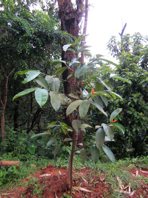 ต้นมังคุด เกษตรตำบล ศูนย์รวมข้อมูลเกษตร พันธุ์ไม้ เมล็ดพันธุ์ ปุ๋ย เกษตรธรรมชาติ อัพเดดข่าวสาร