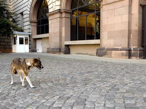 София дава 1 5 милиона лева за нов приют за кучета