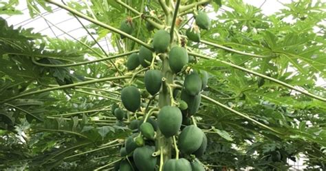 아열대 작물 파파야 중부지역 최적의 재배시기 찾았다