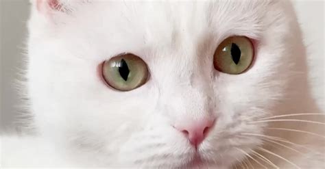 Безкоштовне стокове відео безтурботний білий кіт білого хутра бязь бязь кішка вираз кішки