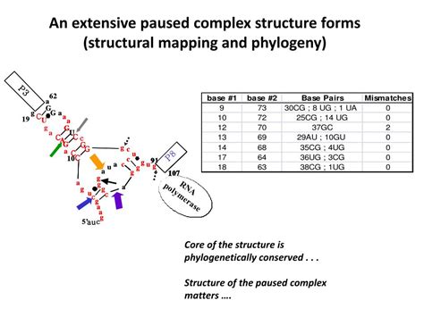 PPT RNA Folding During Transcription Co Transcriptional Folding PowerPoint Presentation ID