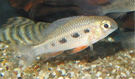 Crenicara Punctulata Syn Aequidens Hercules