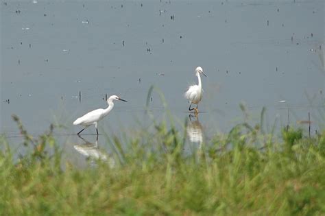 Rokas Object Detection Dataset By Lab 3