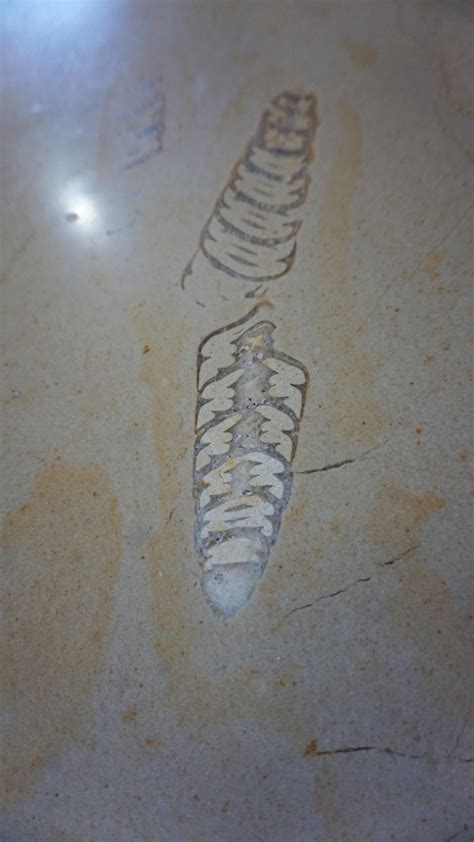 Need Help Identifying R Fossils