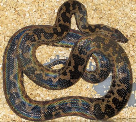 Spotted Python Collection