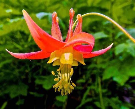 9 Best Native Plants For Your Washington Dc Yard Lawn Care Blog
