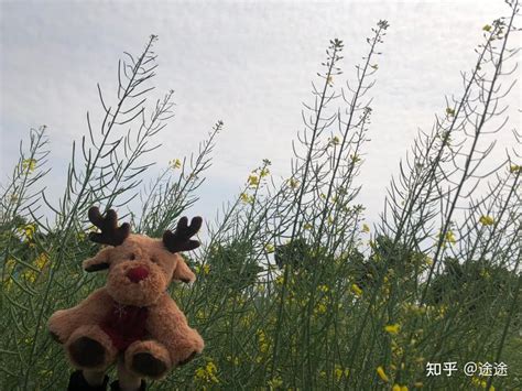 没事带着途岳看花 知乎