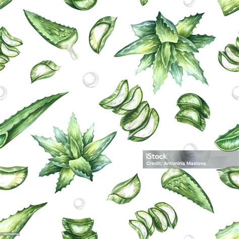 알로에 베라 원활한 패턴입니다 수채화 그림입니다 화장품 향수 및 의약품의 라벨 및 포장용 알로에베라 젤에 대한 스톡 벡터 아트