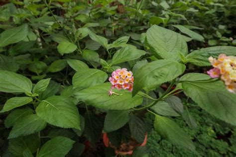 五色梅的养殖方法和注意事项 花友之家