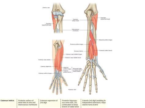 Extensor Compartment Of Forearm 1ppt