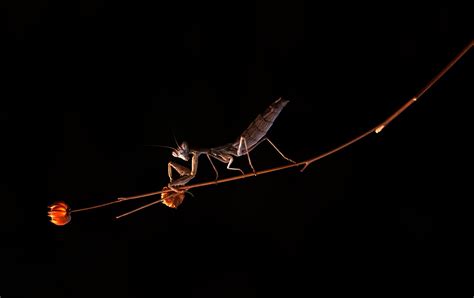 Mantis Bug Insect Free Photo On Pixabay Pixabay