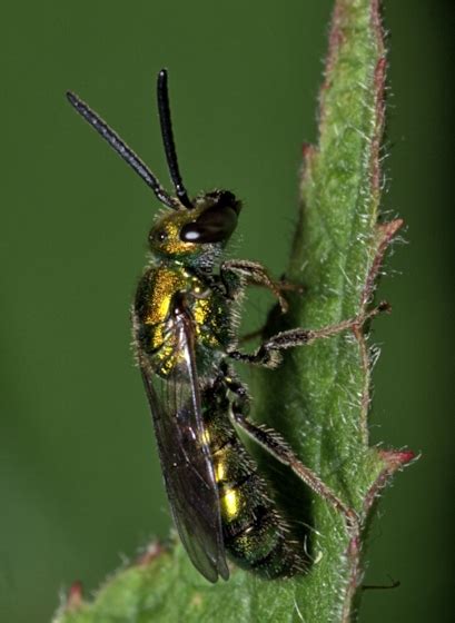 Augochlorella Bugguidenet