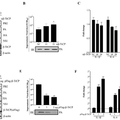 β Trcp Affects Influenza A Virus Replication The Effect Of β Trcp Download Scientific Diagram