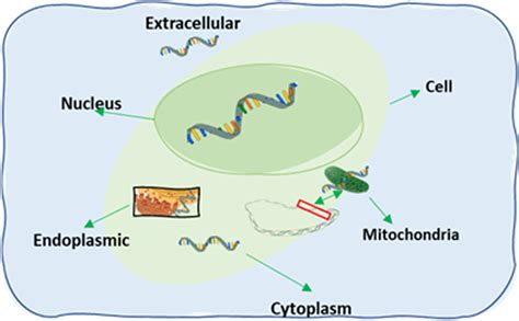 Symbolic Diagram Of A Typical Animal Cell With Five Subcellular
