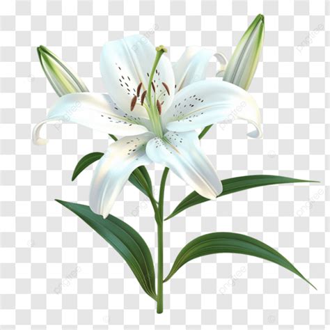 배경에 녹색 잎이 있는 흰 백합 꽃 백합 꽃 녹색 잎 Png 일러스트 및 이미지 에 대한 무료 다운로드 Pngtree