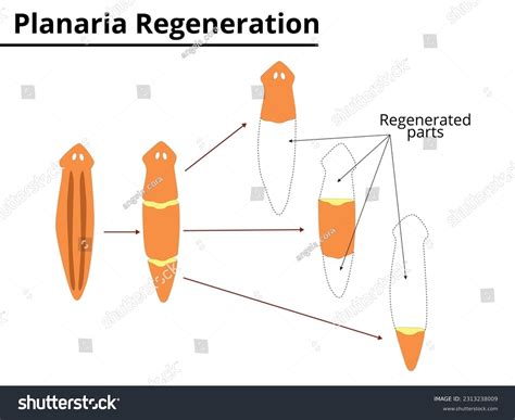 197 Earthworm Reproduction 图片、库存照片和矢量图 Shutterstock