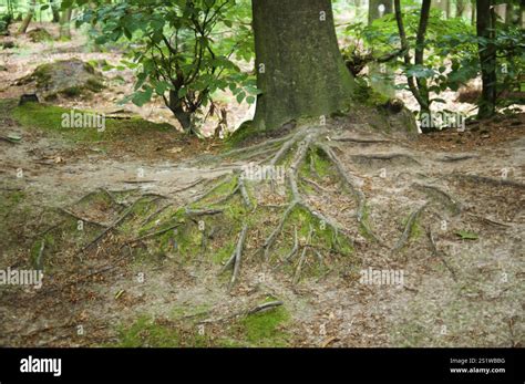Plant Root Structures Hi Res Stock Photography And Images Alamy