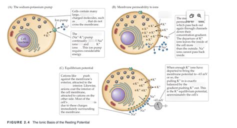 Ionic Basis Of The Resting Potential Diagram Quizlet Ionic Basis Of The Resting Potential Diagram Quizlet