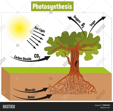 Photosynthesis Process