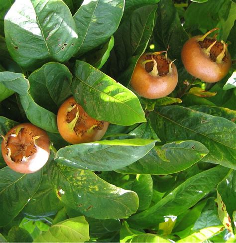 Mispel Prinses Irene Bos