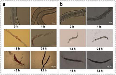 Microscopy Of Wild Type C Elegans N2 At Different Time Points After