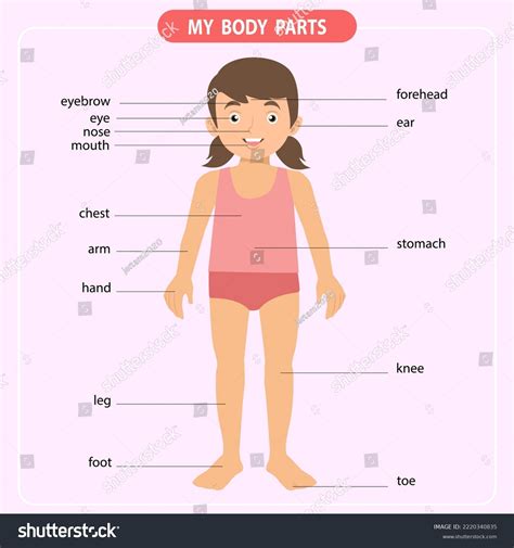 6 Labeling Tooth Worksheet Stock Vectors And Vector Art Shutterstock
