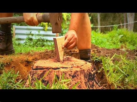 Ways To Remove A Tree Stump Lawnstarter