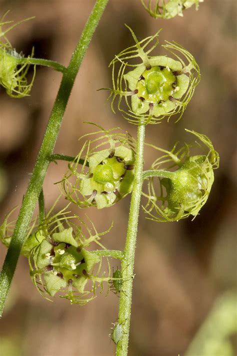 Leafy Mitrewort Mitellastra Caulescens Botanical Realm