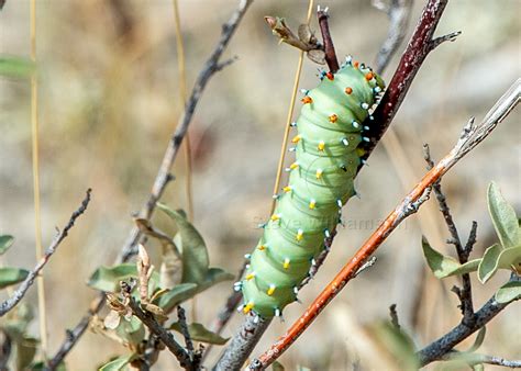Cecropia Moth Caterpillar Steve Williamson Wildlife Photography