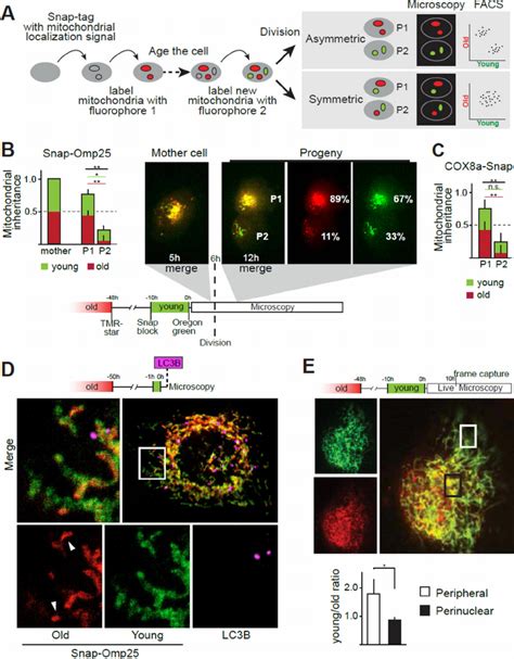Age Dependent Segregation And Subcellular Localization Of Mitochondria