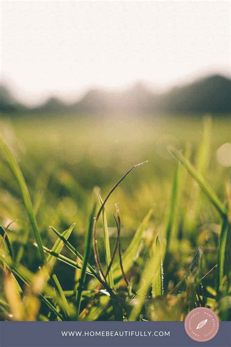 How To Get Rid Of Grass Seed Heads Ultimate Lawn Guide