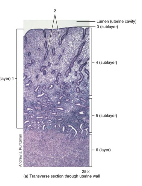 Labeling Tranverse Section Through Uterine Wall Diagram Quizlet
