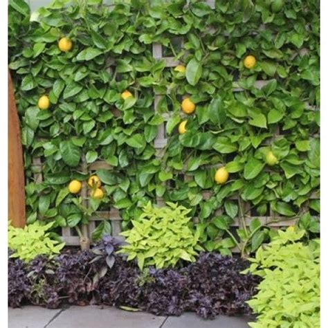 Espalier Lime Tree For Narrow Garden Beds
