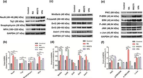 Expression Of Neuronal Markers And Wnt Related Signals The Levels Of Download Scientific